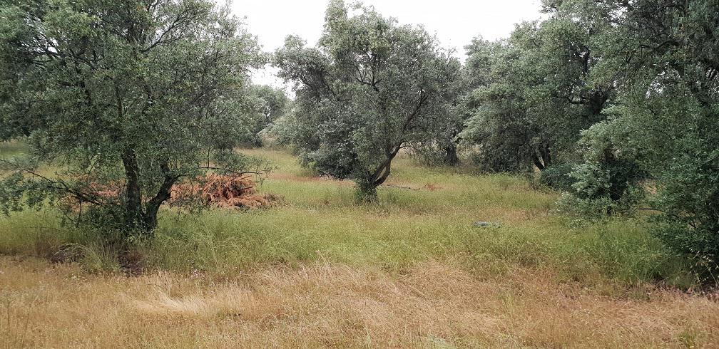 Lands in Olìas del Rey | Gobidreal.it